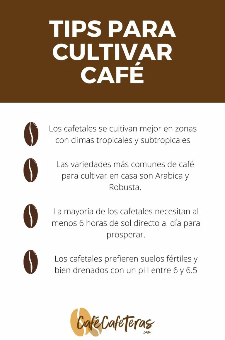Todo lo que Debes Saber para Cultivar Café en Casa – Guía actualizada ...