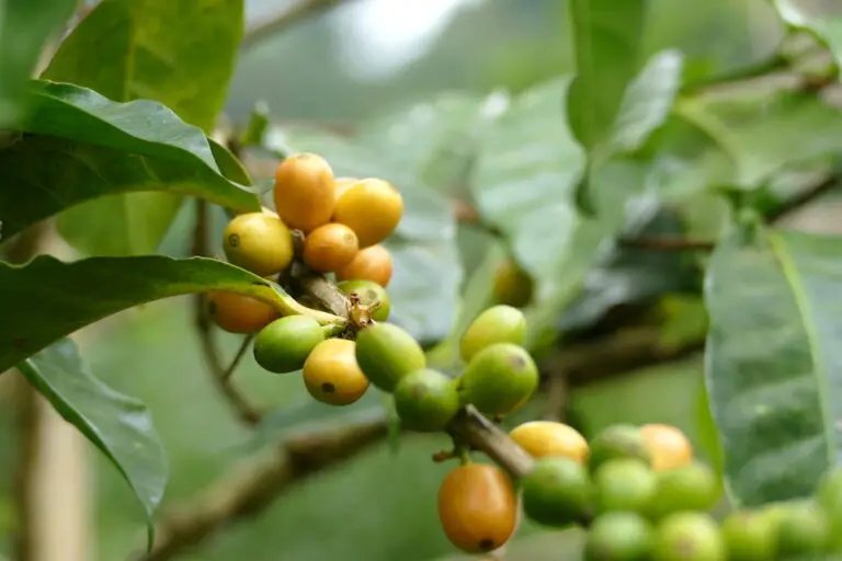 ¿Qué es el Cinturón del Café y por qué es importante? - CaféCafeteras